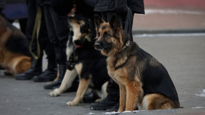 A Closer Look at the Fatal Impact of Unmonitored Police Dogs - Giving ...