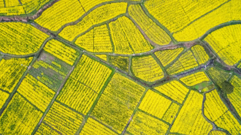 Why Monoculture Farms Exacerbate Ecological Instability - Giving Compass