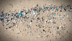 The Impact of Microplastics on Marine Fish Species · Giving Compass