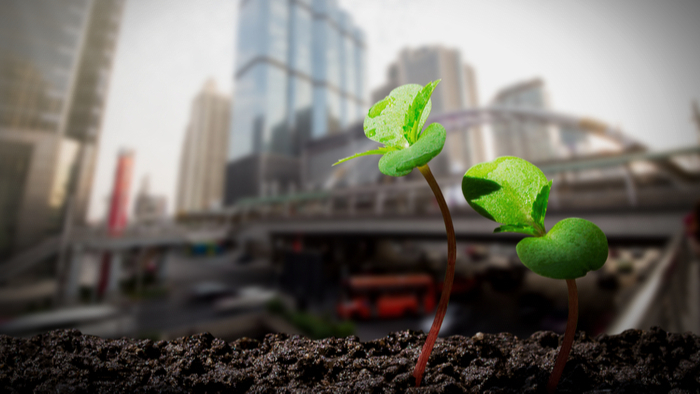 Using Plant Life to Fight Pollution in Urban Areas [Video] - Giving Compass