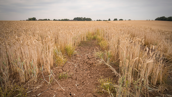 How Drought Conditions Affect American Farmers and Consumers - Giving ...