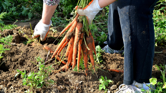 Solutions to Food Insecurity Caused by Climate Change - Giving Compass