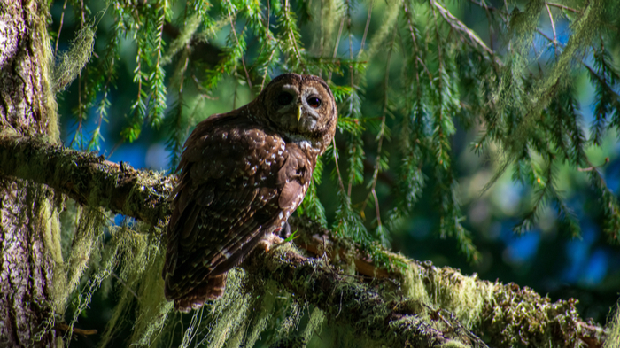 Protecting Spotted Owls Caused Fewer Timber Job Losses Than Expected ...
