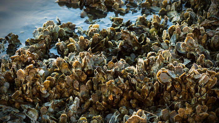 Long-term Research Sites Provide Overview on Impacts of Climate Change ...