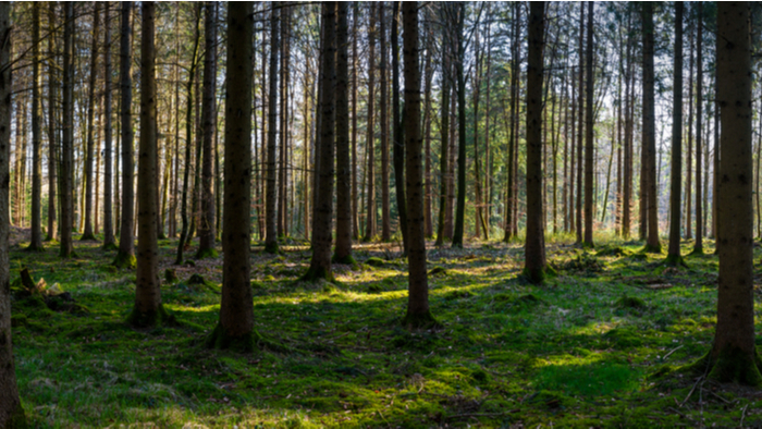 Setting up and Sticking to Zero-Deforestation Commitments - Giving Compass