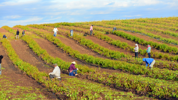 Many Farmworkers Must Work Despite Extreme Heat - Giving Compass