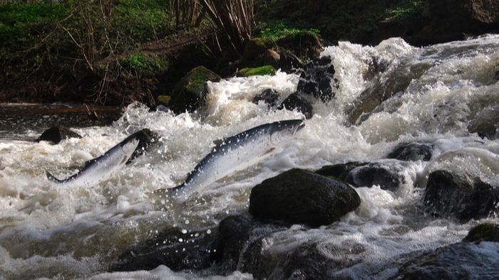 Restoring Fish Passages to Save Salmon in Washington - Giving Compass