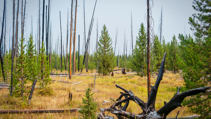 Wildfires Are Increasing in Elevation Due to Climate Change - Giving ...