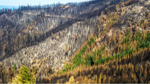 Wildfire Burn Scars Can Intensify and Even Trigger Thunderstorms ...