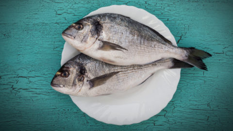 How Aquatic Foods Can Improve Food Systems - Giving Compass