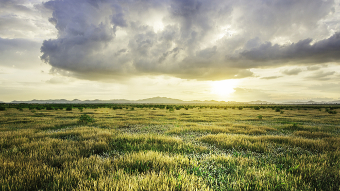 Creating Conversion-free Supply Chains to Save the Grasslands - Giving ...