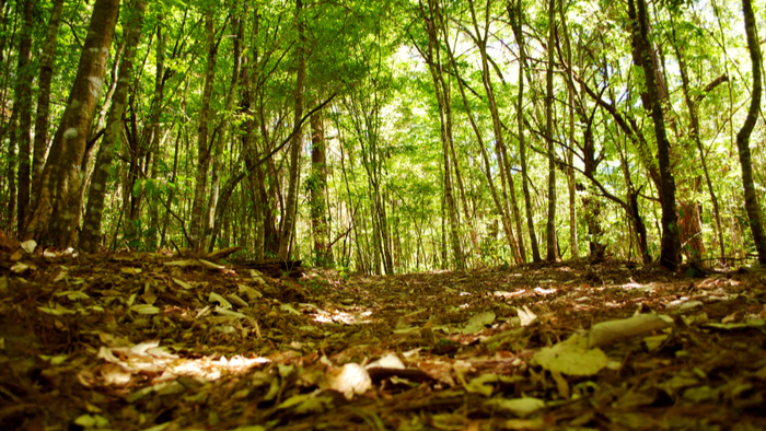 Mexican Communities Manage Their Local Forests, Generating Benefits for ...