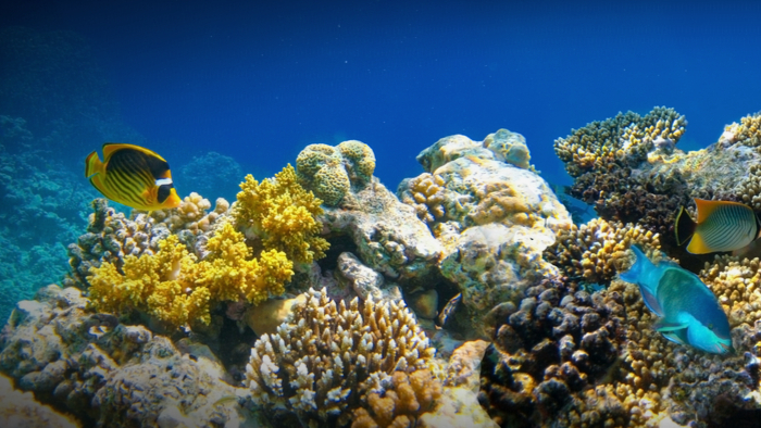 Research Indicates Climate Change Severely Threatens Coral Reefs ...