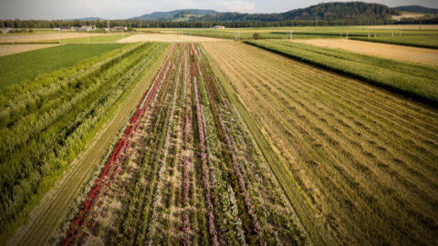 How Crop Diversity Will Help Strengthen Food System Resilience - Giving ...