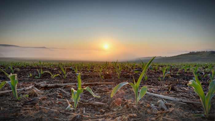 Understanding the Facets of Global Food Insecurity - Giving Compass