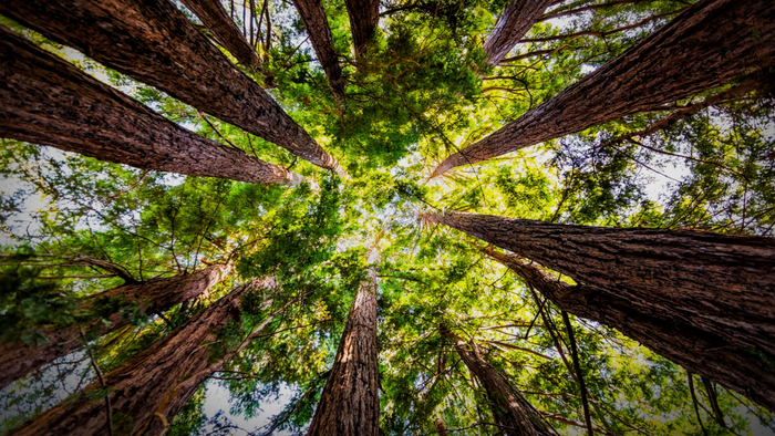 City Leaders Are Taking Action on Forest Conservation - Giving Compass