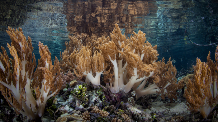 Indigenous Communities and Marine Conservation - Giving Compass