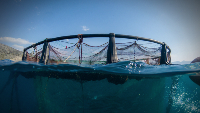 How Regenerative Ocean Farming Can Help Advance Indigenous Food ...