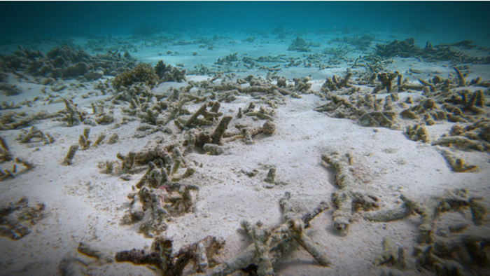 The State of Coral Reef Extinction in Western Indian Ocean - Giving Compass