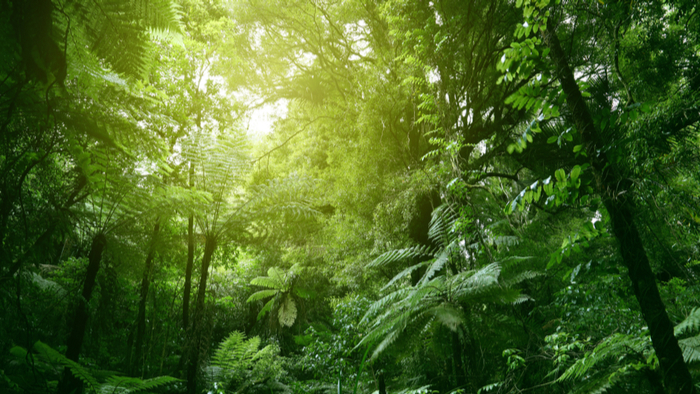 Tropical Forests Can Recover Surprisingly Quickly on Deforested Lands ...