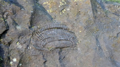 Mass Extinction and Climate Change: Clues from the Fossil Record ...