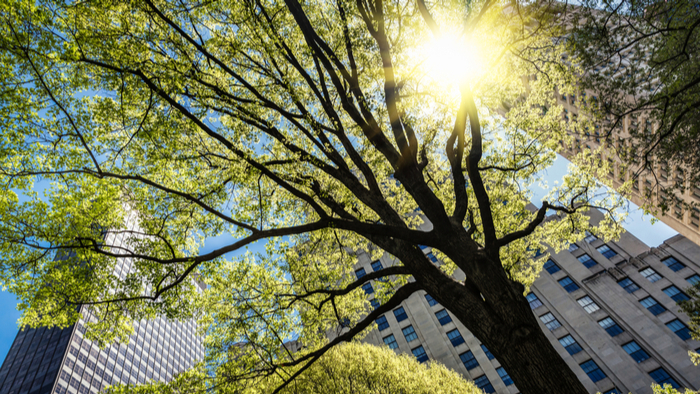 The Role of Trees in Cleaning City Air - Giving Compass