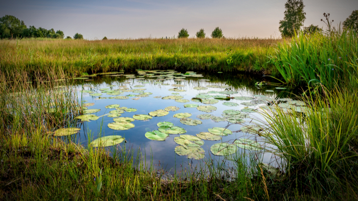 The Challenges of Climate Change and Its Impact on Biodiversity ...