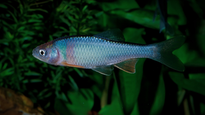 The Importance of Native Fish Conservation - Giving Compass