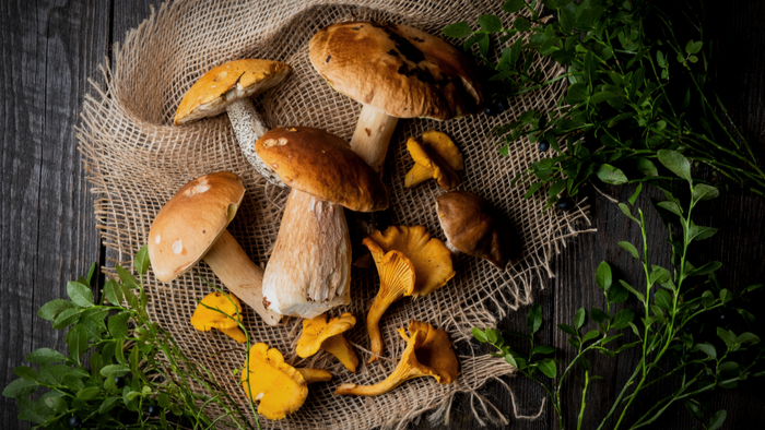 The Importance of Wild Foods to Sustain Our Food System - Giving Compass