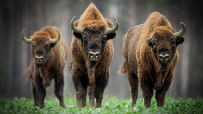 The Benefits of Bison Restoration on Tribal Lands - Giving Compass