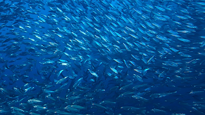 Fish is Food: Feeding People, Nourishing Communities - Giving Compass