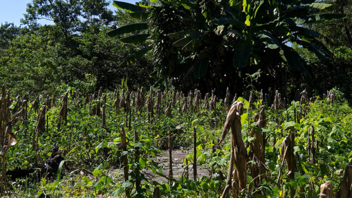 What Would Indigenous-Led Global Food Systems Reform Look Like ...