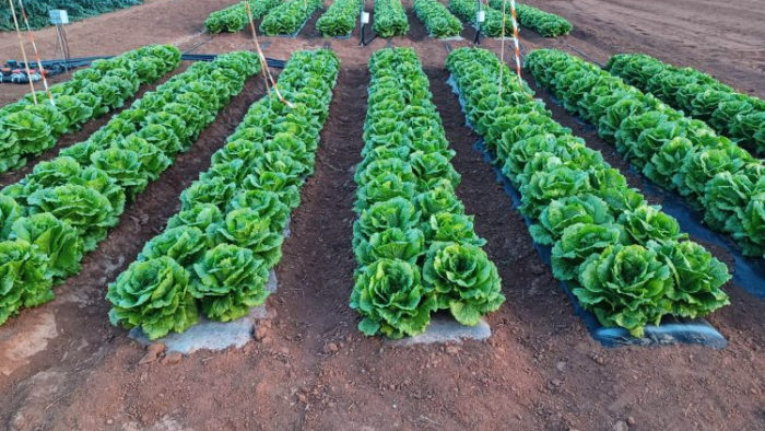 The Organizations Upcycling Hair Waste for Sustainable Farming - Giving ...
