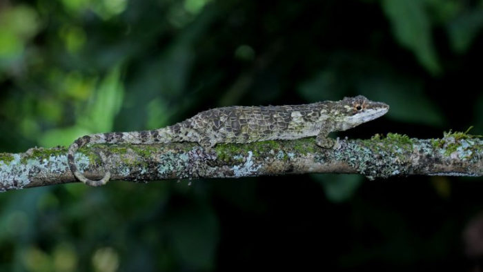 Protecting Sri Lanka’s Agamid Lizards From Habitat Destruction and ...